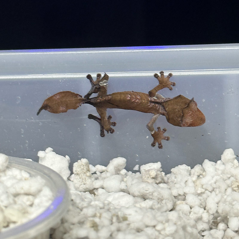 Breeding Leaf-tailed Geckos | Breeding and Incubation