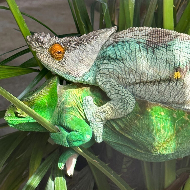 Parsons Chameleons - Nealon Reptiles