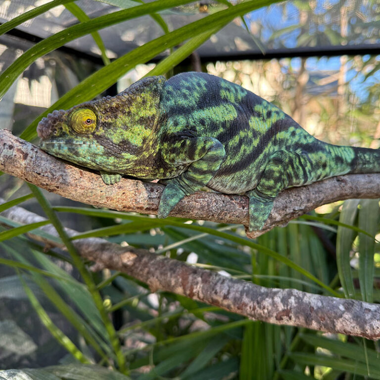 Parsons Chameleons - Nealon Reptiles
