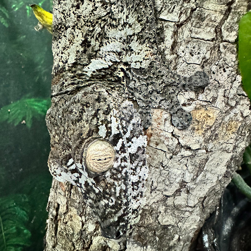 Leopard Geckos | Husbandry, Breeding, and More