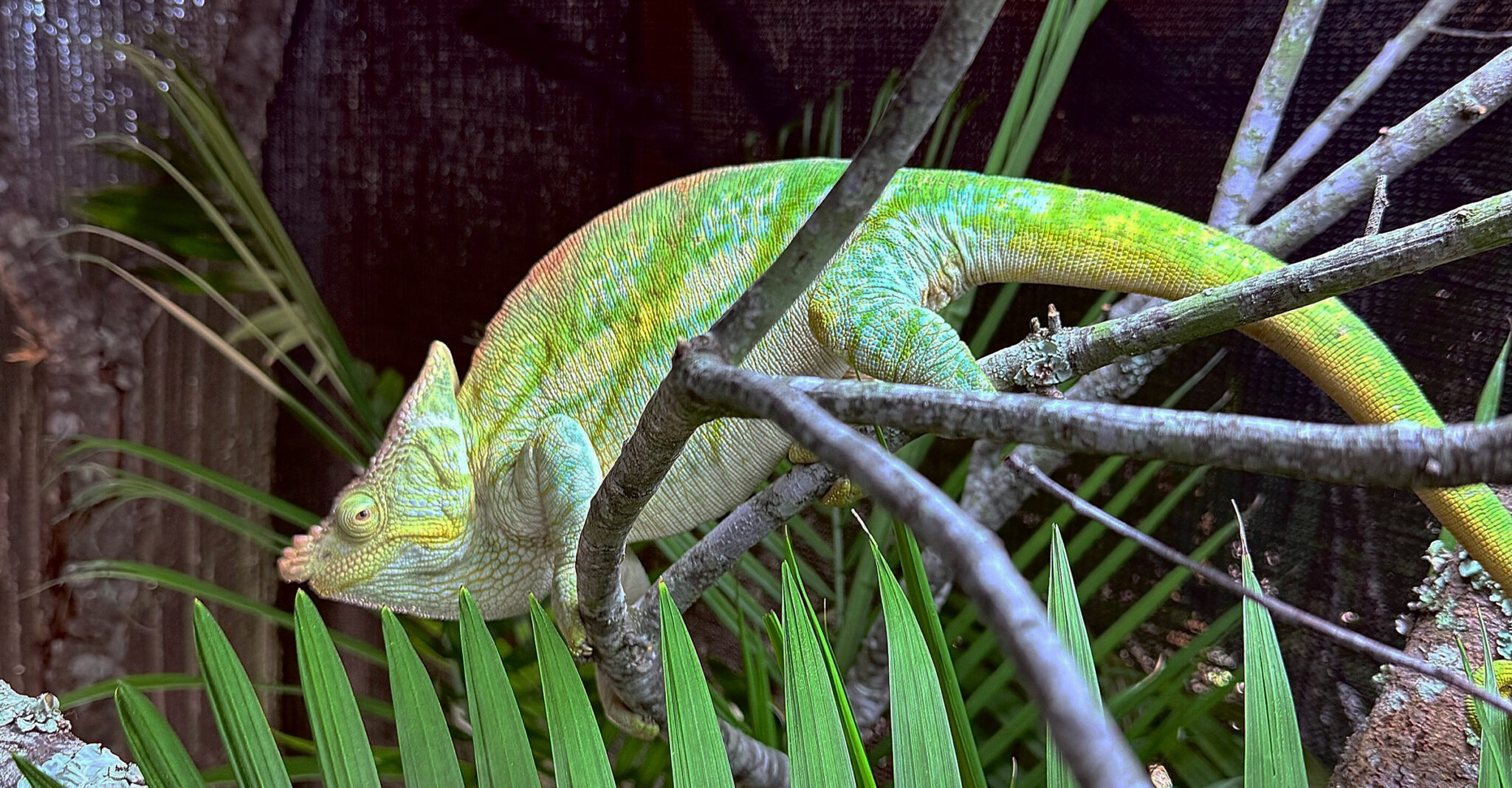 Parsons Chameleons - Nealon Reptiles